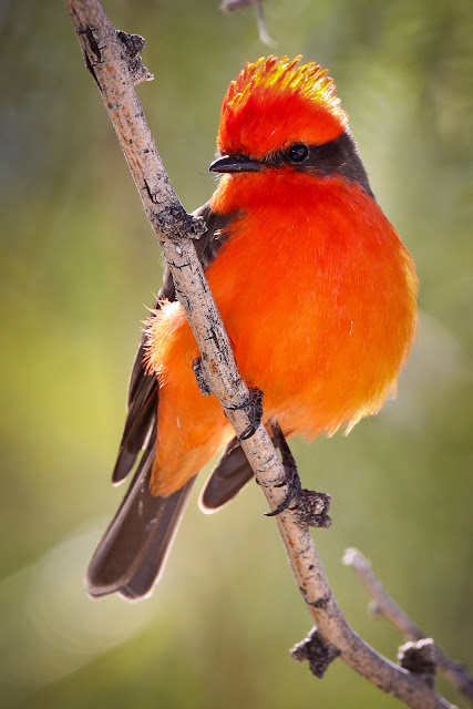 Feather Tailed Stories: Vermilion Flycatcher, Tucson