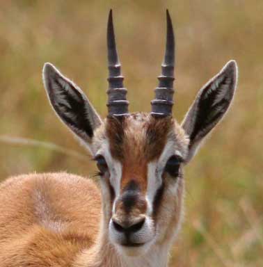 გადაშენების პირას მყოფი ცხოველები