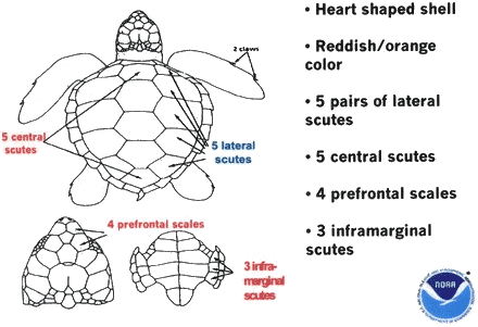 Bio227-2: Save the Sea Turtles! (Stephanie Carl)