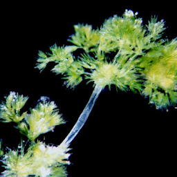 From pre-historic Charophytes to Angiosperms.A crash course in the ...