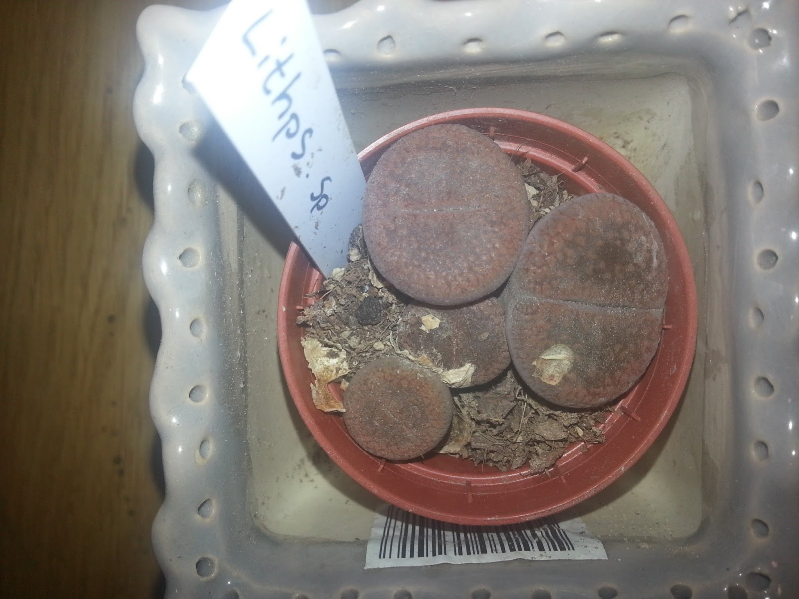 Lithops - Levende sten: Min første lithops...