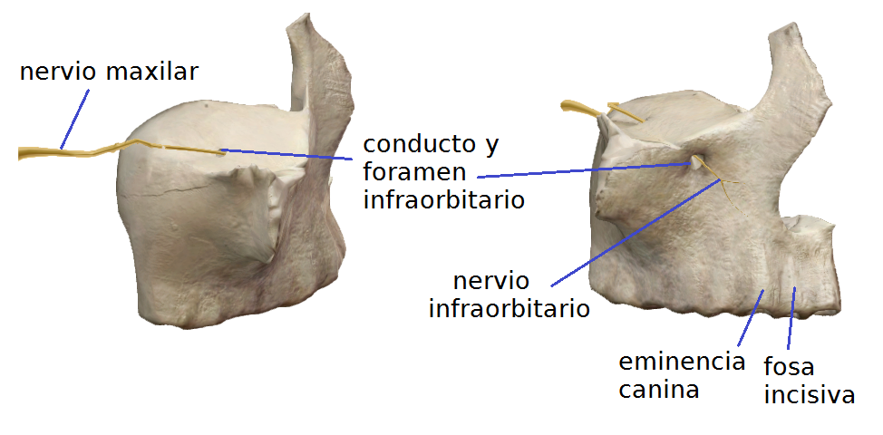 VAMO A ESTUDIAR MEDICINA: CARA