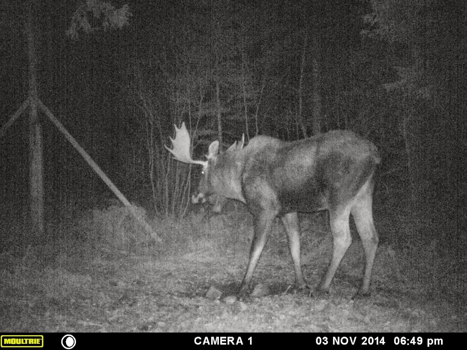 The Walking Stick: Upper Peninsula Moose Caught on Camera