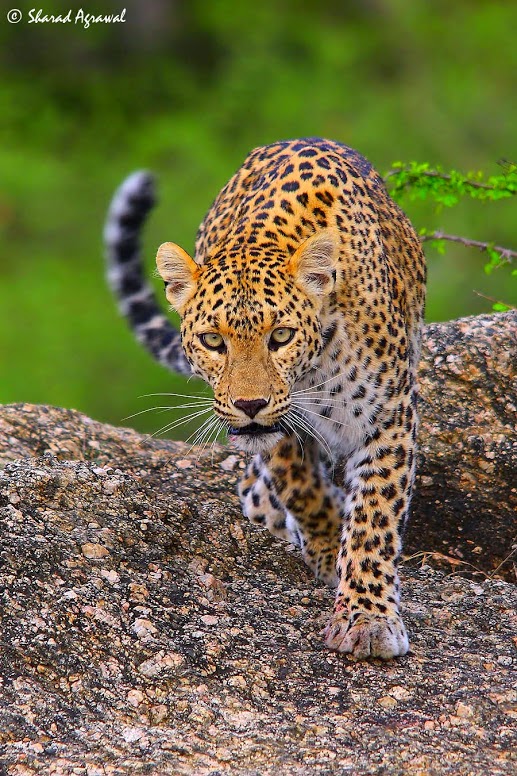 Wildlife Photos: Hungry Leopard by Sharad Agarwal