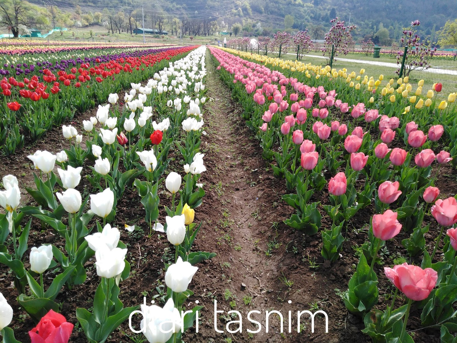 tIntA taSnIm: Kembara India Part 4 : Spring In Kashmir