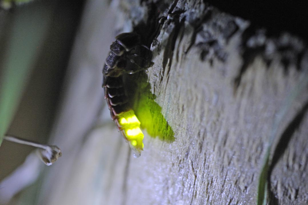 Mes chemins sauvages: Lampyre et lampiste à ses heures