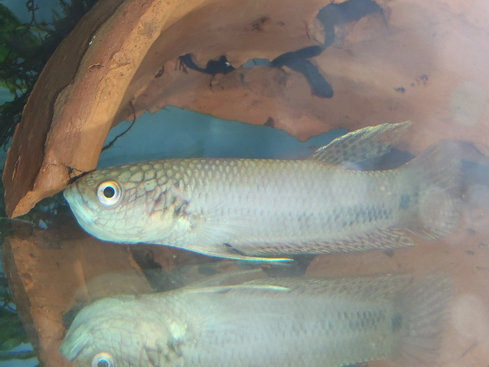 Tirtaloka: Betta sp. Antuta, mouthbrooding.