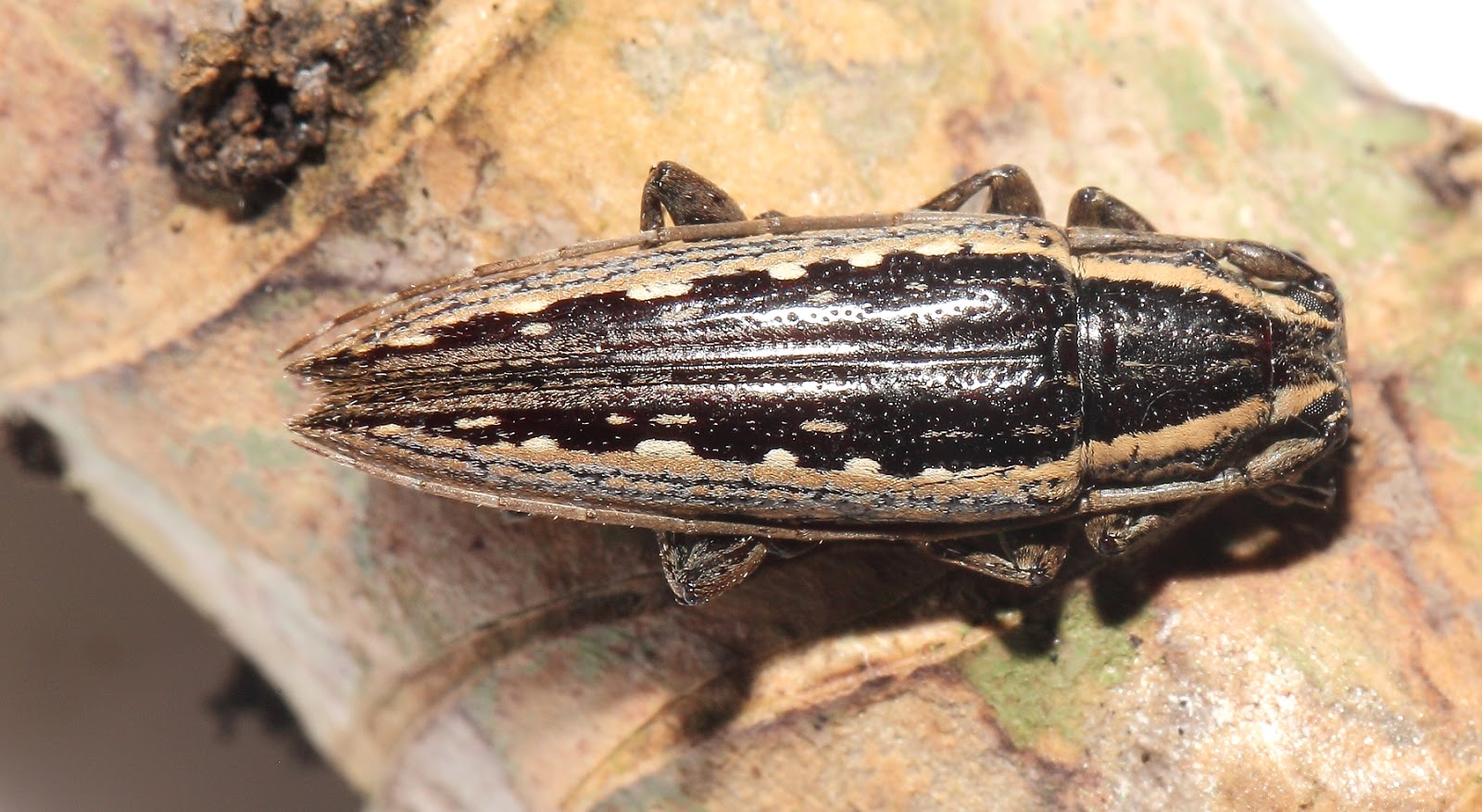 BunyipCo: January 2017