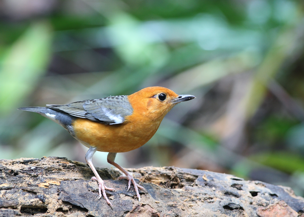 Burung Anis Bata (Merah) - Orange-headed Thrush (Zoothera citrina ...