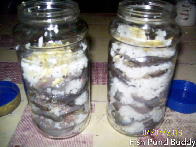 Fish Pond Buddy: How to Make Fermented Rice-Fish Mix ("Buro") at the ...