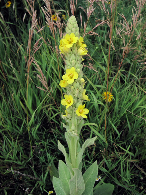 The Joyce Road Neighborhood: Wildflower - Common Mullein