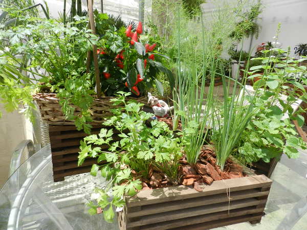 Mini hortas para apartamentos