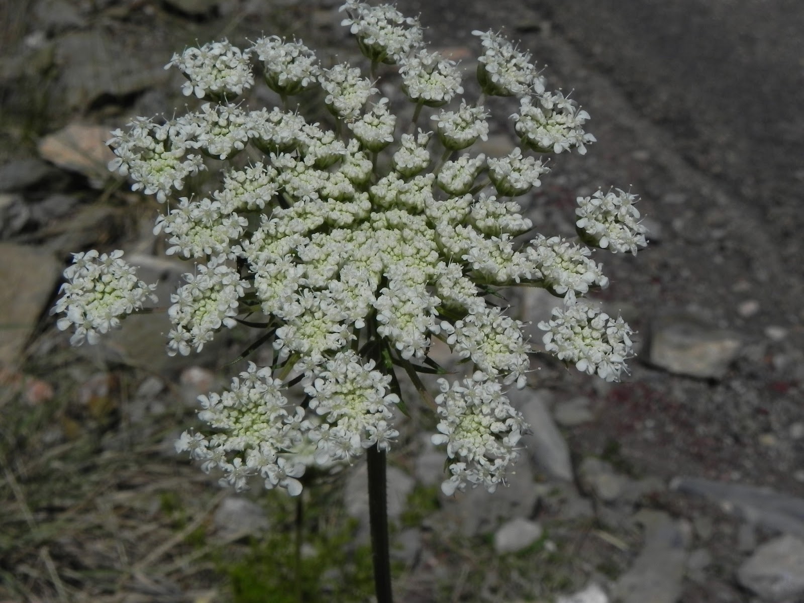 Wildflower Wanderings: Osha Trail