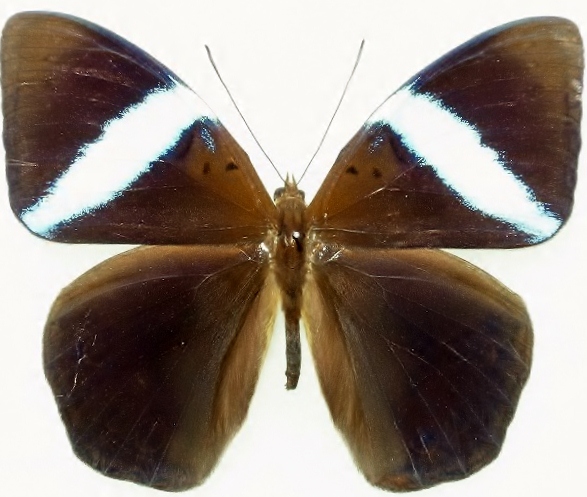 BSJ Blog (English Version): The Constable (Genus Dichorragia) and its ...