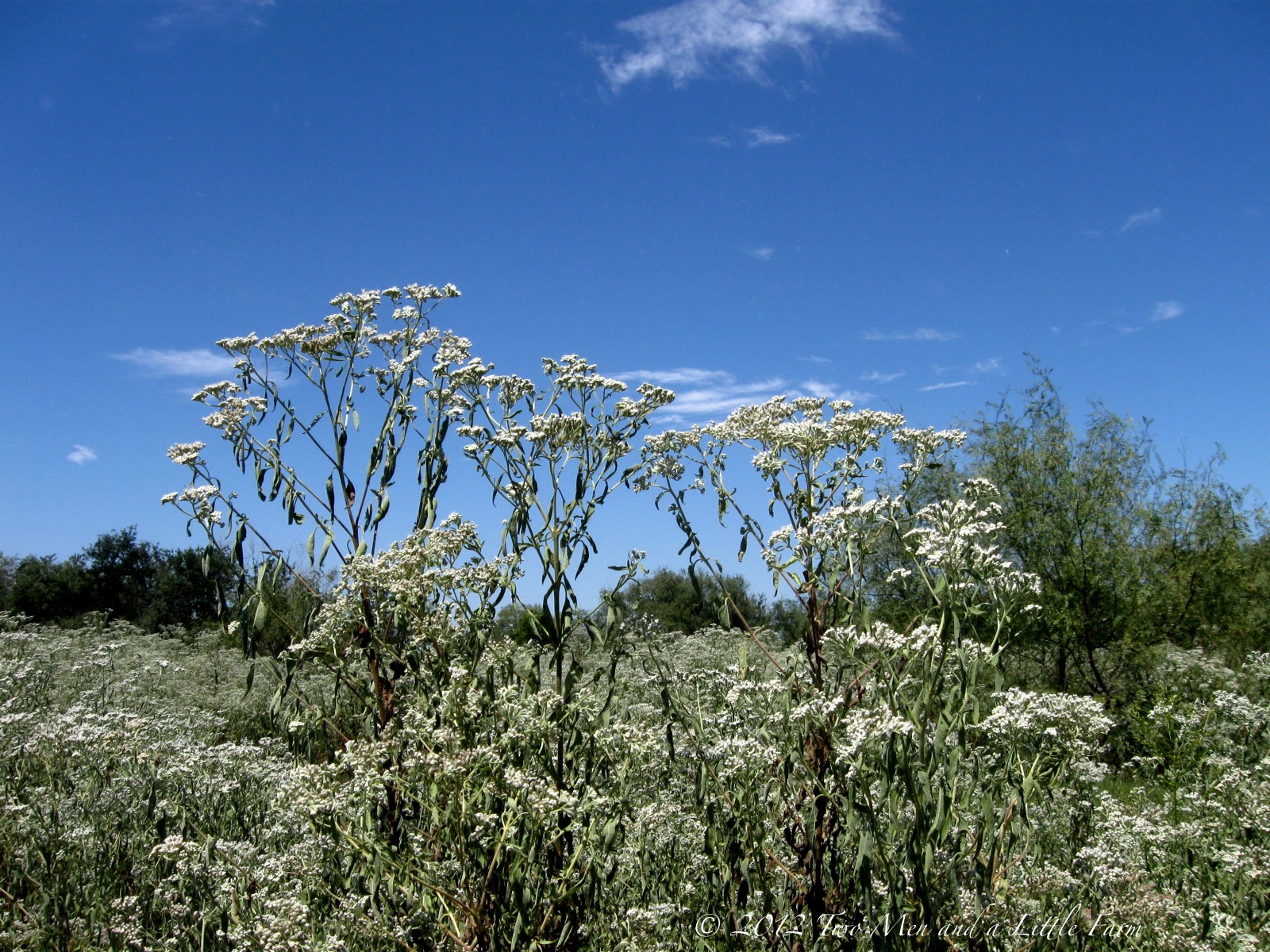 HOw To THE STUNNING WHITE FLOWERS OF FROSTWEED