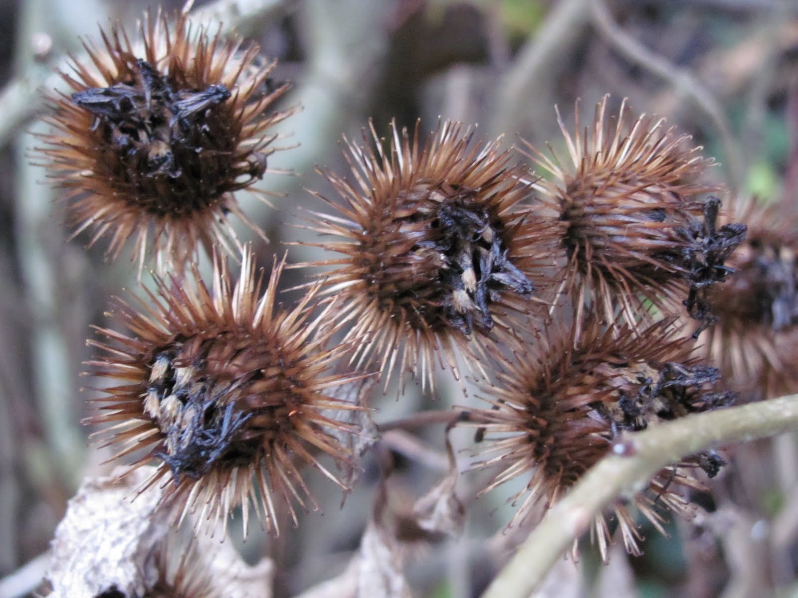 Janeela: Noch ein paar Bilder vom heutigen Spaziergang