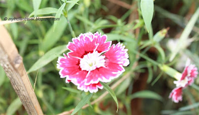 My India Travel: Lalbagh Flower Show - Dianthus