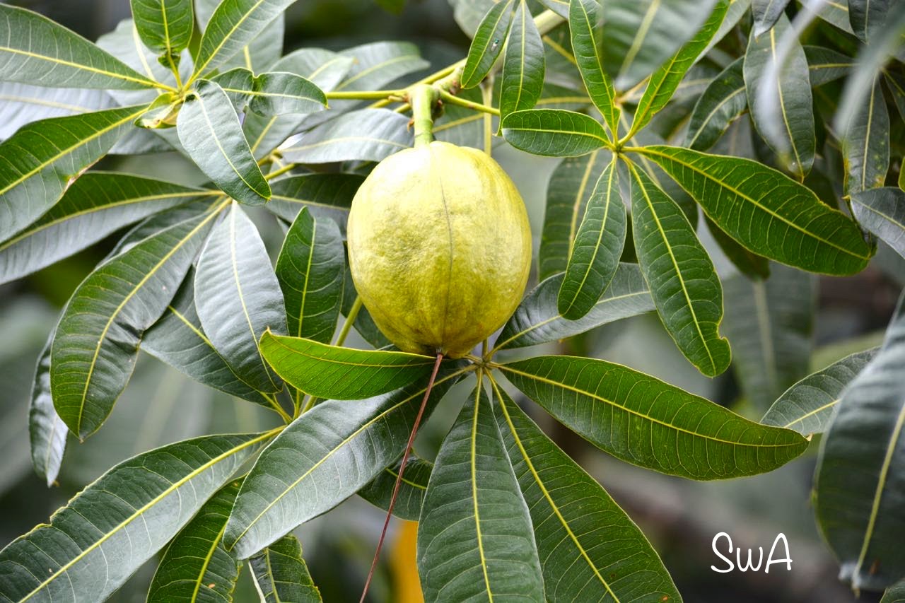 Tropical Biodiversity - Santarém - Pará - Brasil: Pachira