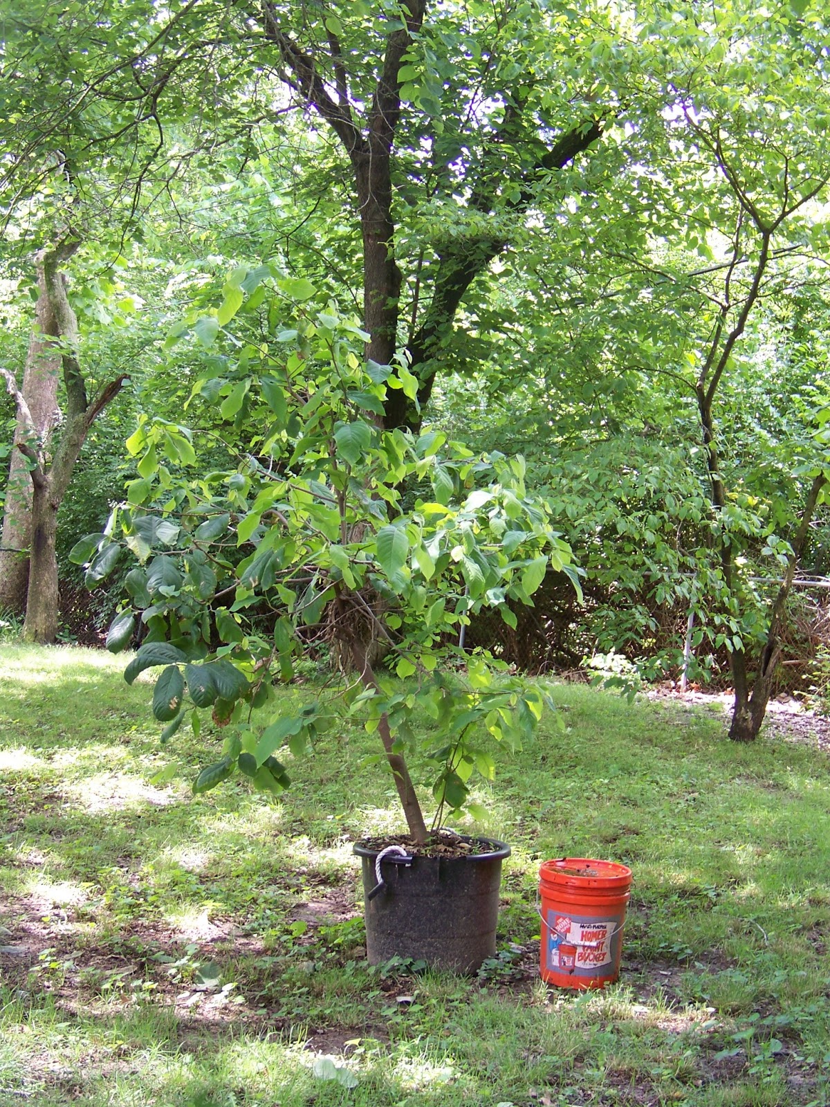 I am here to live OUTLOUD!: Free to Good Home! (Green thumbs, please ...