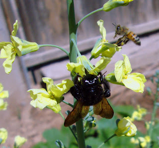 Searching for Harmony in the Garden of Gratitude with Ironwoodbob ...