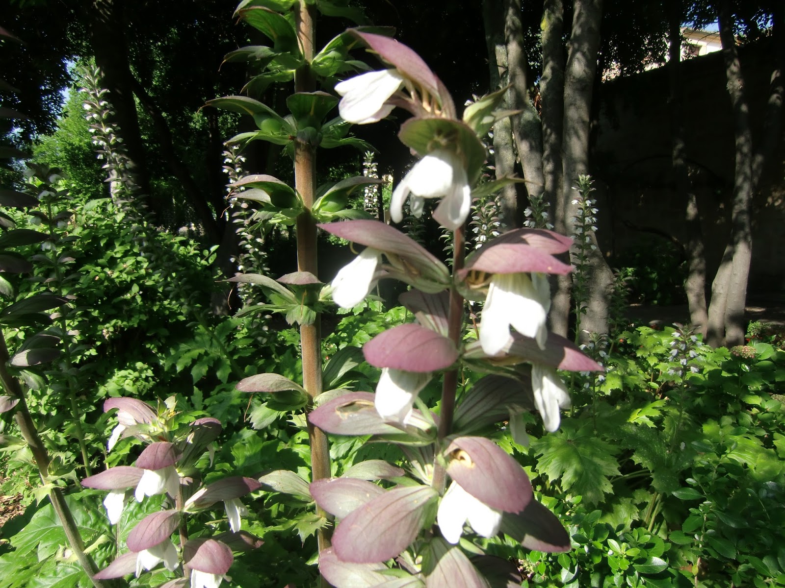 Plantas de Huerta Otea, Salamanca: Acanto (Acanthus mollis)