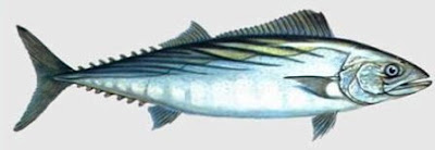 The Captain Flogs, Drinks Homemade Grog and then Blogs: Species Profile ...