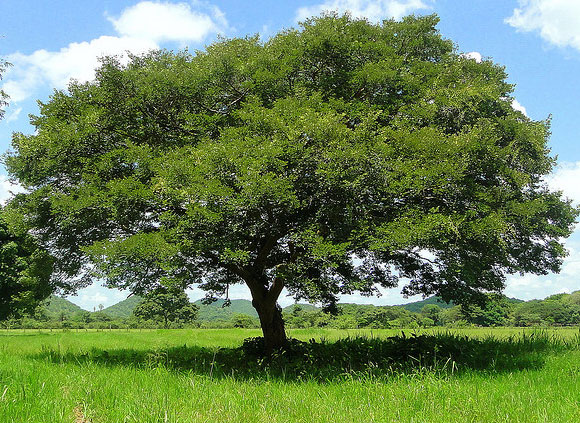 Loja Celeiro: COPAÍBA - Copaifera officinalis L.