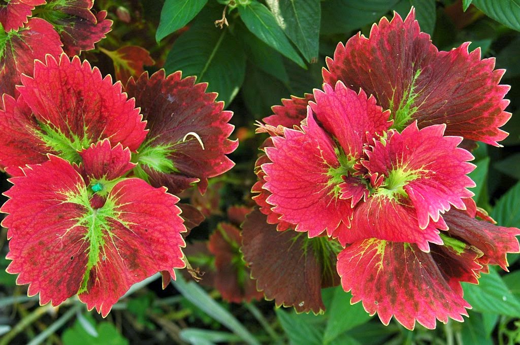 Flores Rojas, parte 7 - IMÁGENES PARA WHATSAPP ® y Fotos para perfiles