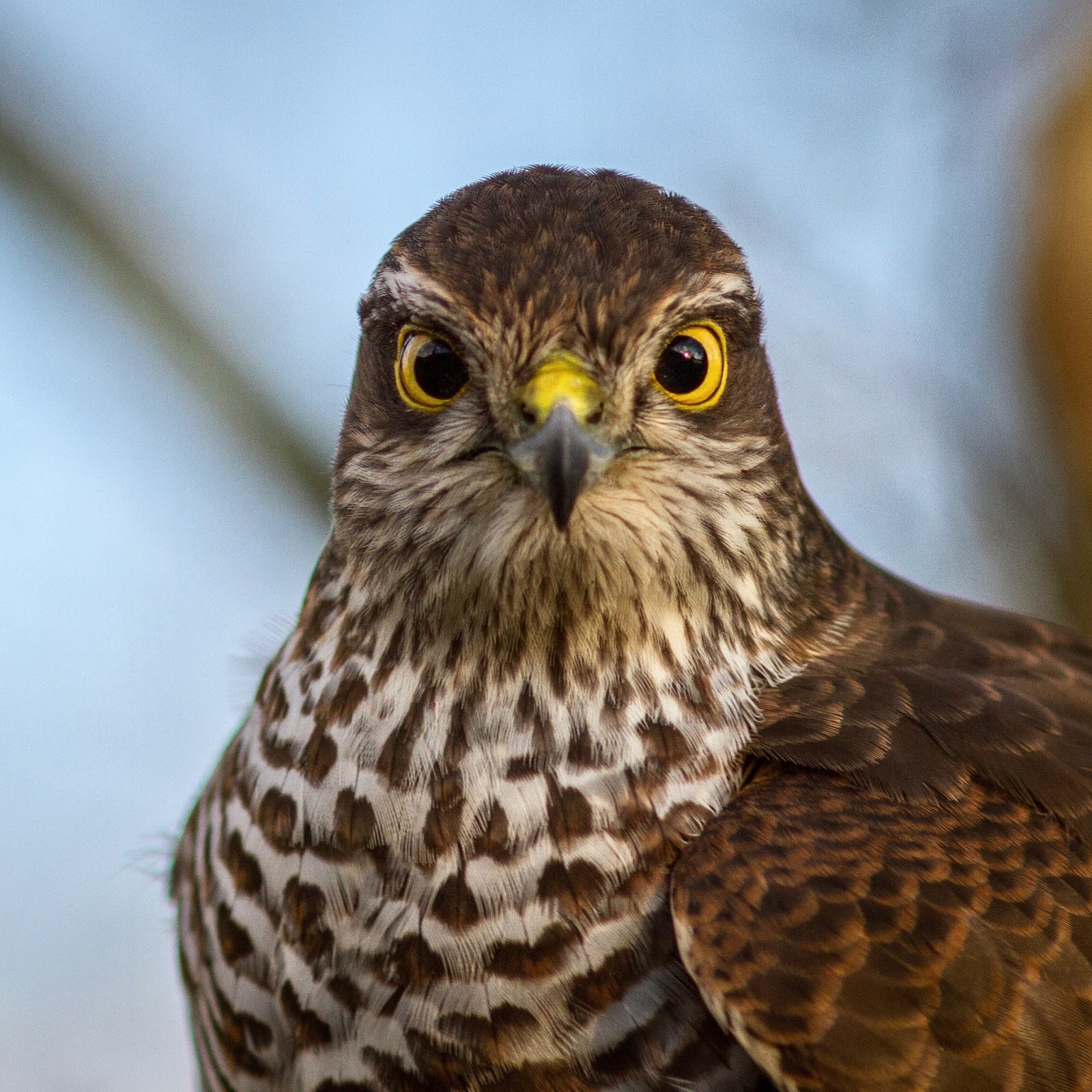 TrogTrogBlog: Face to face with a killer