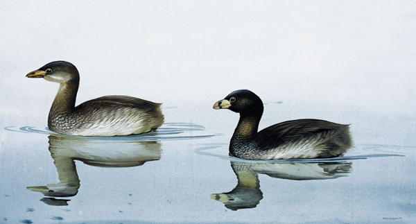 Species New to Science: [Ornithology • Extinction] Atitlán Grebe ...