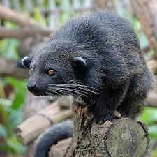 Mengenal Jenis Musang Endemik Indonesia