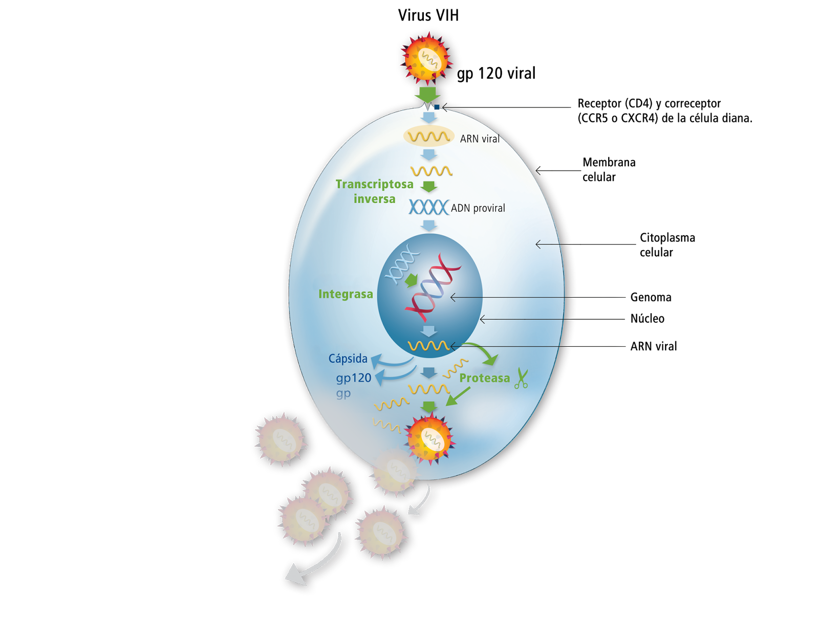 Asociación Galega para a Saúde Sexual (AGaSEX): ¿Qué es el tratamiento ARV?