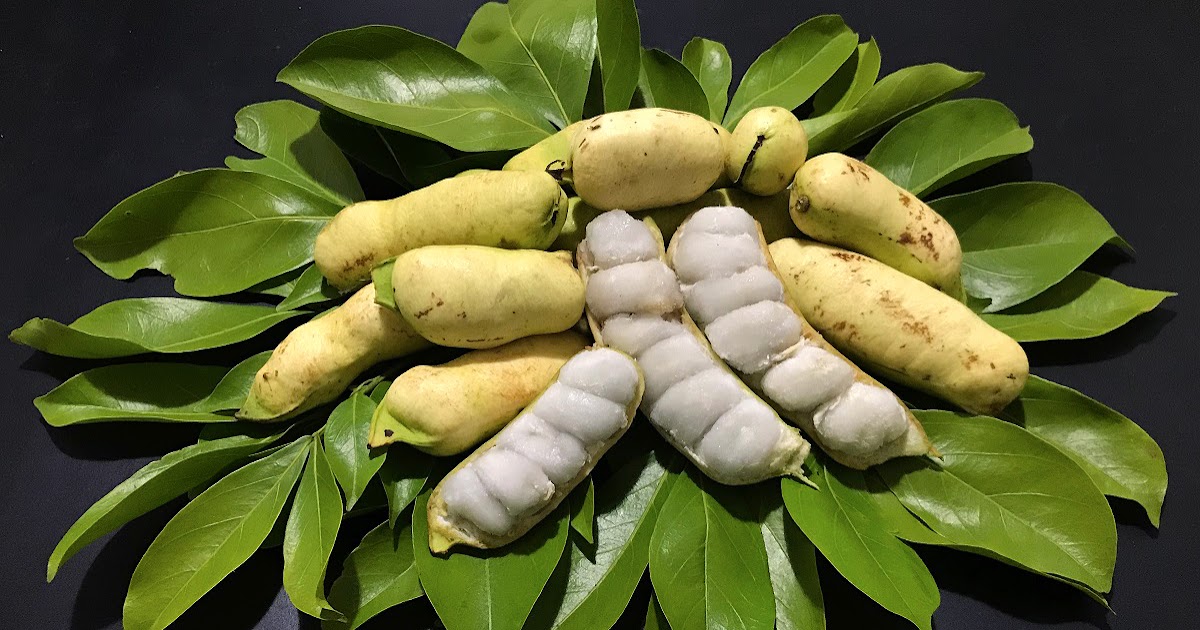 Viveiro Ciprest - Plantas Nativas e Exóticas: Ingá Mirim ( Inga laurina )