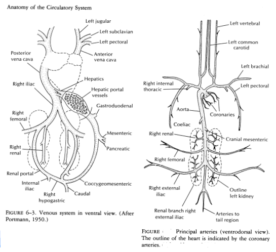 Poultry Management.: Anatomy and Physiology of the Chicken