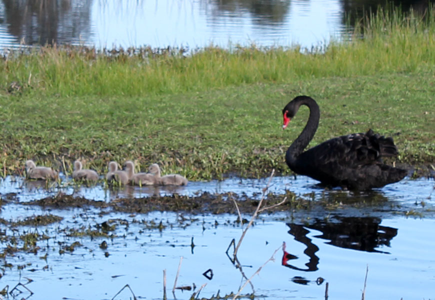 Kath Fries Studio: Bird life in the Wonga Wetlands