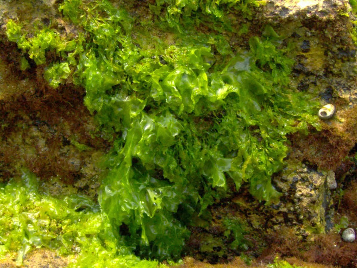 BIOFLAGRANTES*: ALGAS