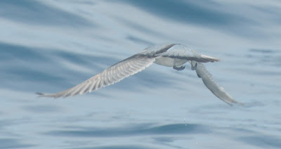 A Wandering Naturalist: New Zealand: Pterodromas and Prions