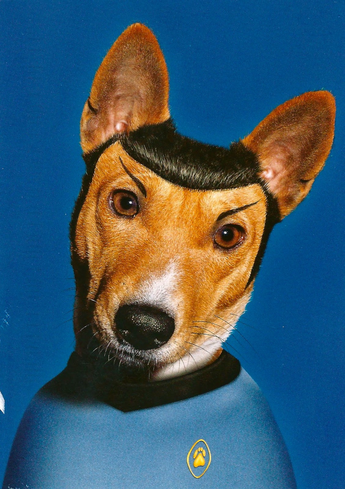 My Favorite Movies and Stars: A Dog Dressed Like Spock from Star Trek