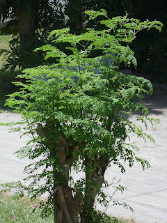 Herbal Cure: Malunggay (Moringga): A tree of life