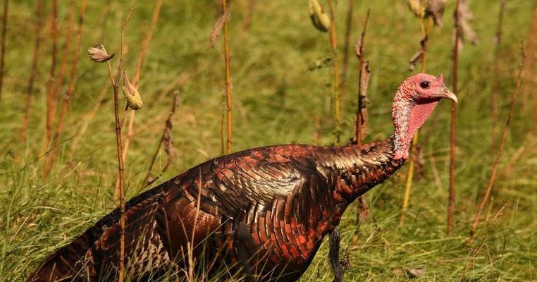 White Wolf : Turkey, The Peace Eagle - Eastern Woodlands Native Legend