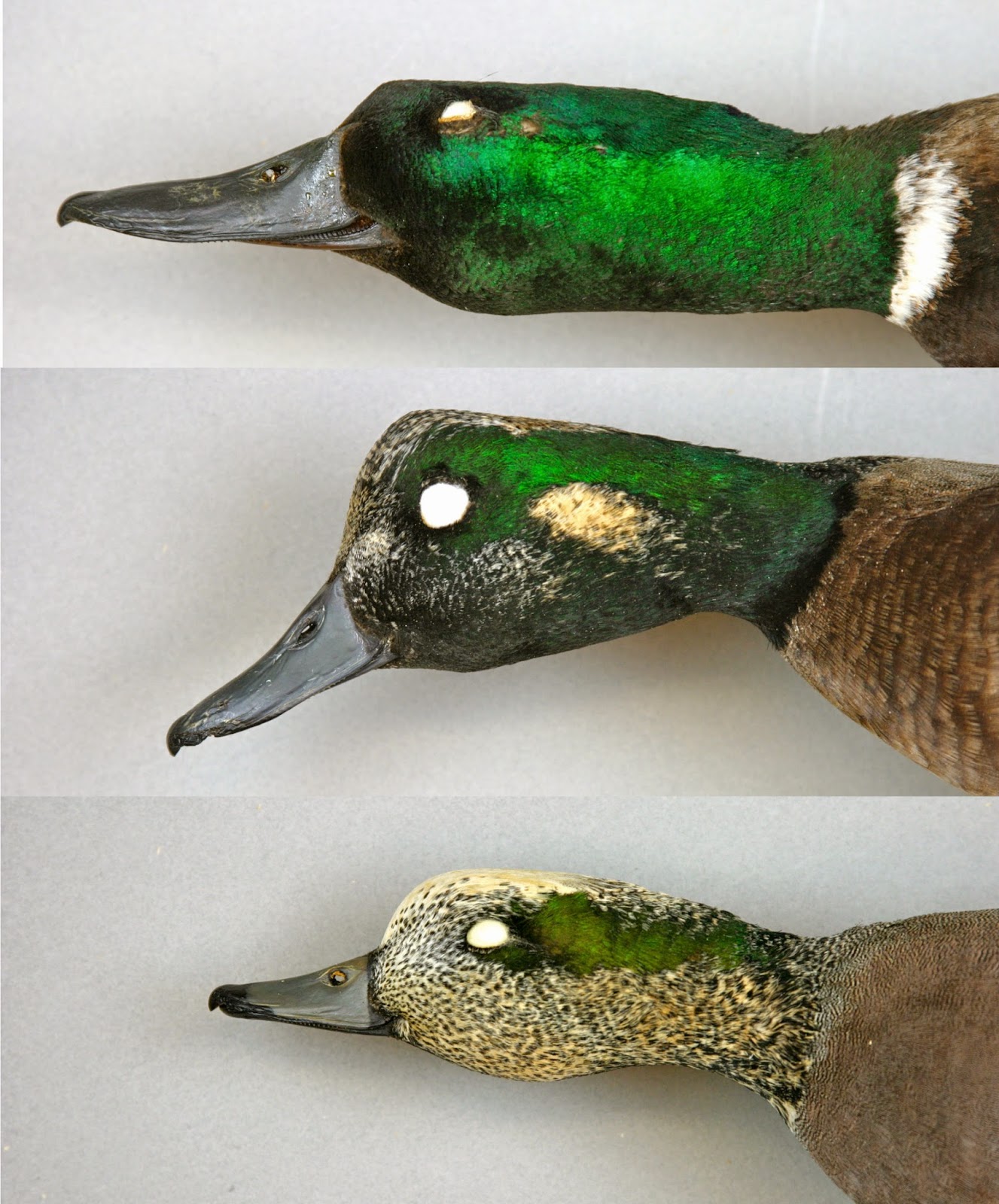 Hybrid Duck Study: A GALLERY OF DONATED HYBRIDS