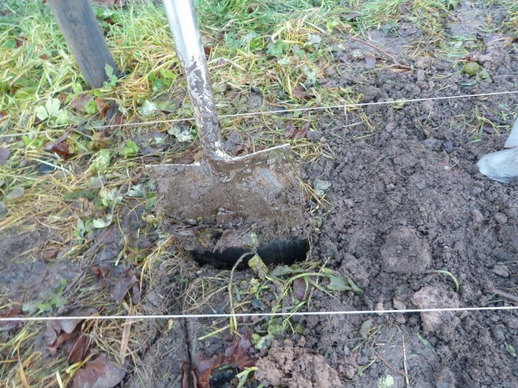 An English Homestead: Planting A Hedge - Part Three - Planting