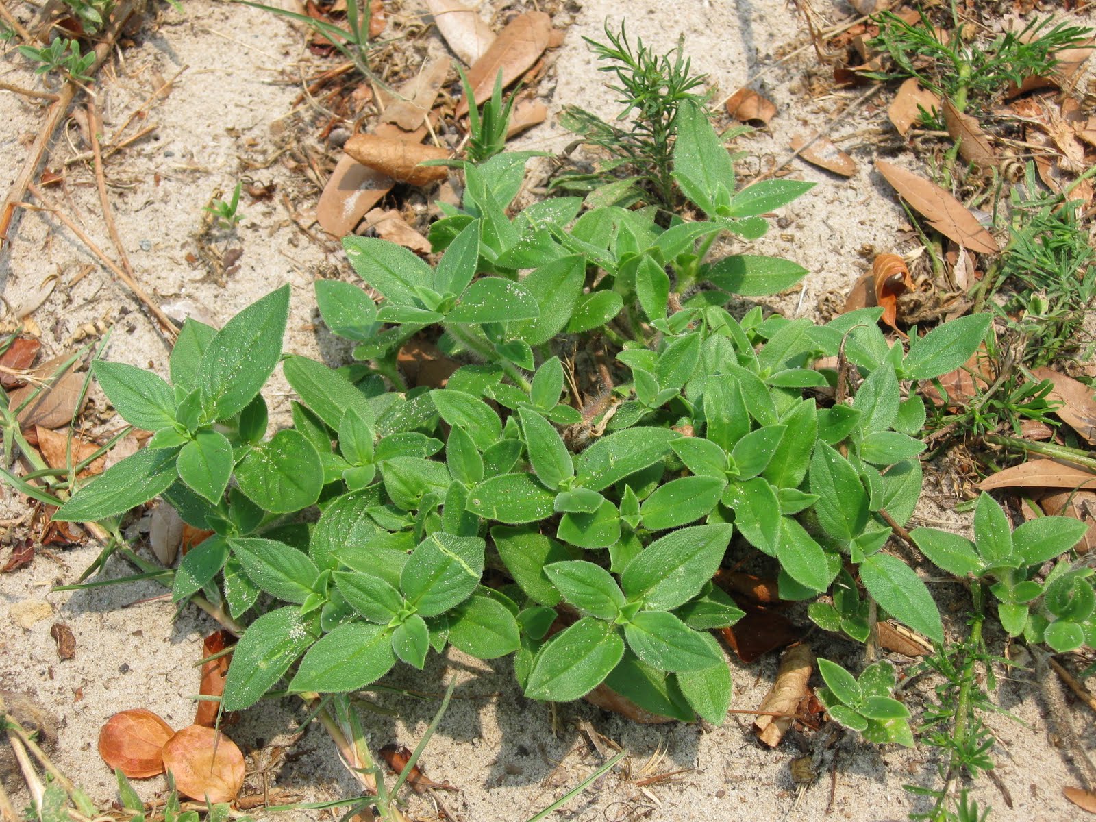 Florida Lawn Weed Identification Guide