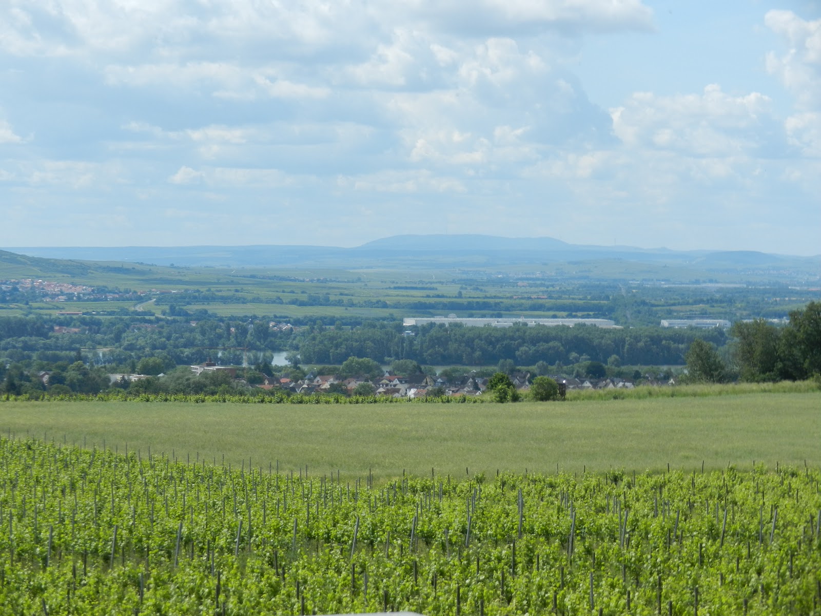 schiller-wine: With Karin Freimuth at Weingut Alexander Freimuth in ...