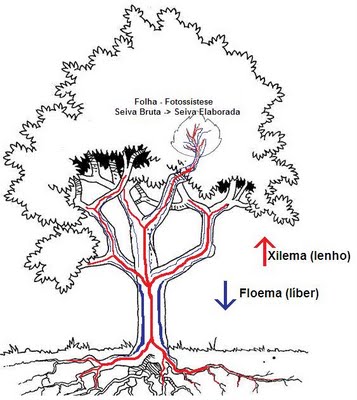 Projeto Nerd: Xilema e Floema: Os transportadores das plantas