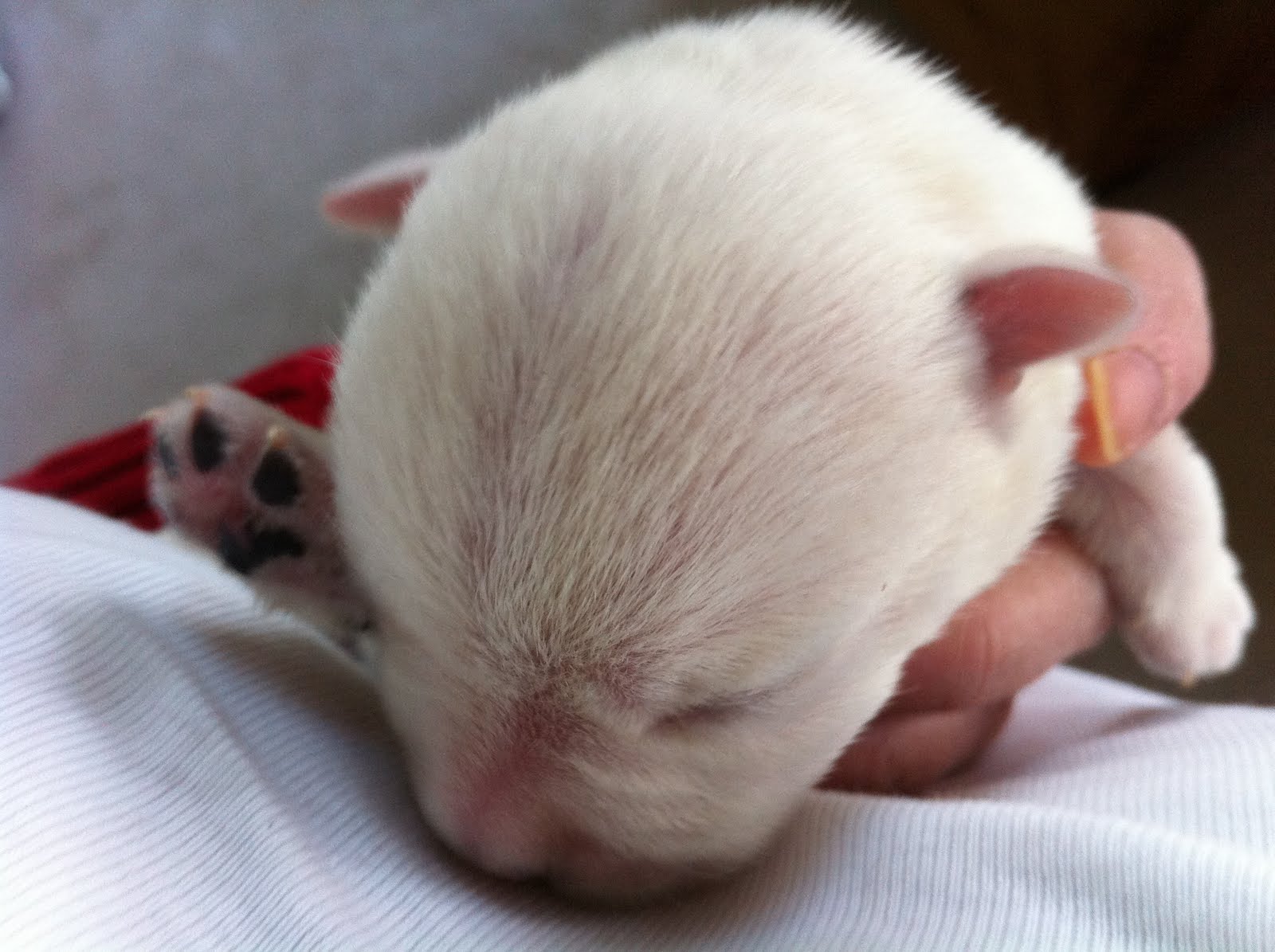 TriBeCa Westies: Fat Babies