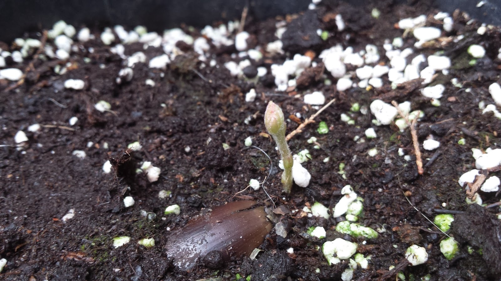 PLANTAR CIENTOS DE ARBOLES: QUERCUS PYRENAICA Roble Melojo