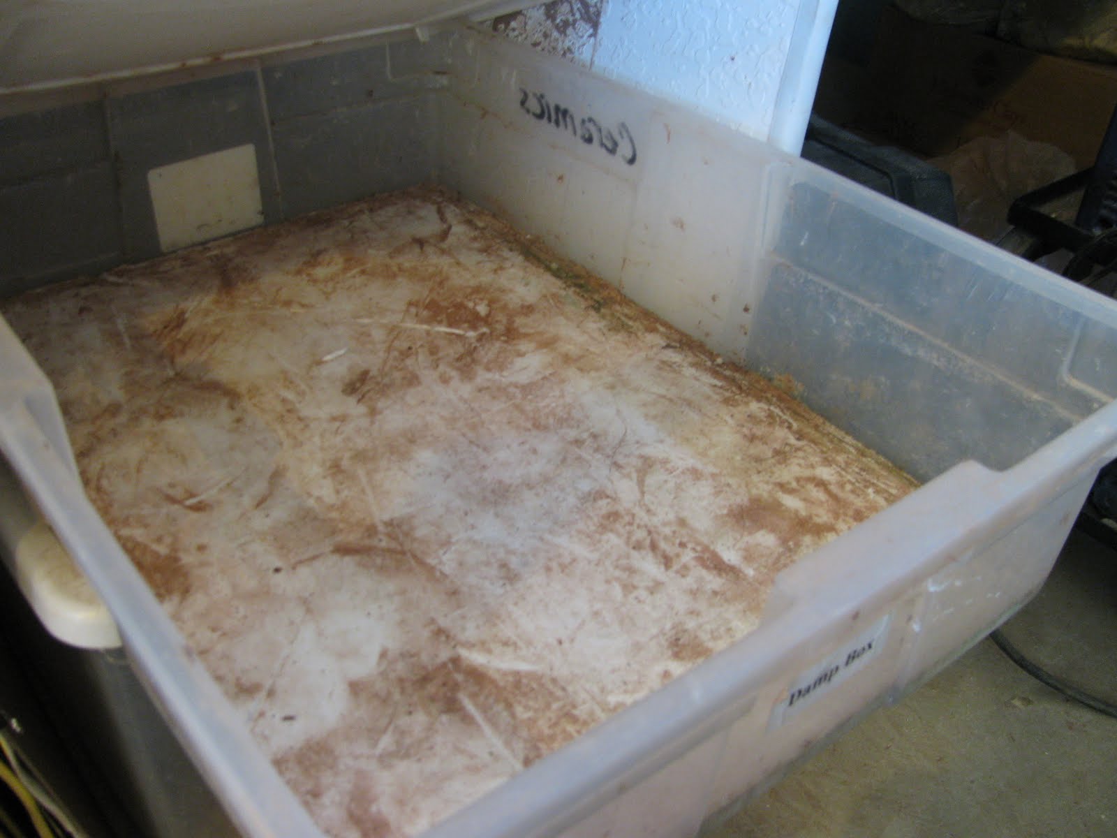 Meagan Chaney Gumpert - Studio Artist: March 2011