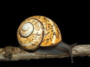 Escribo, luego existo.(Desde Cuba): “Las polimitas, los caracoles ...