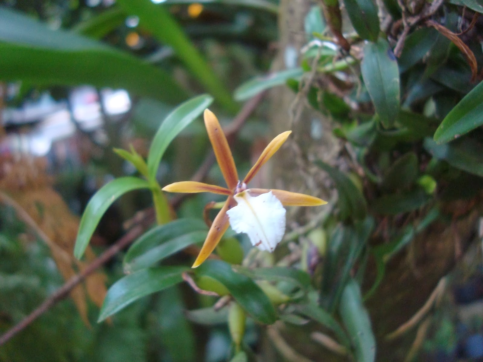 Orquídeas HElid: Dinema Polybulbon